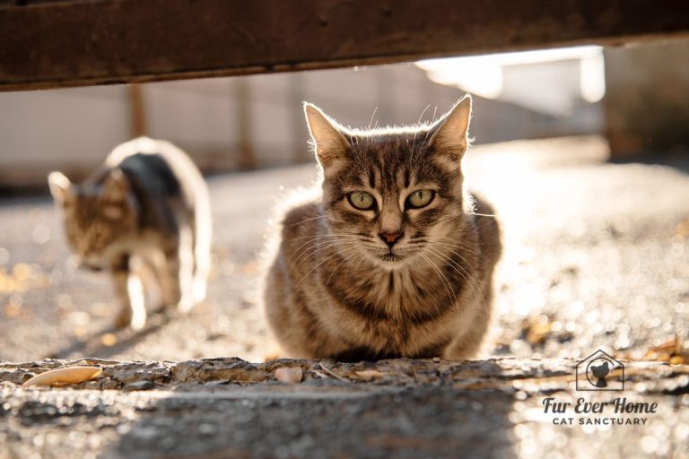 Introducing Our New Live Stream! - Fur Ever Home Cat Sanctuary